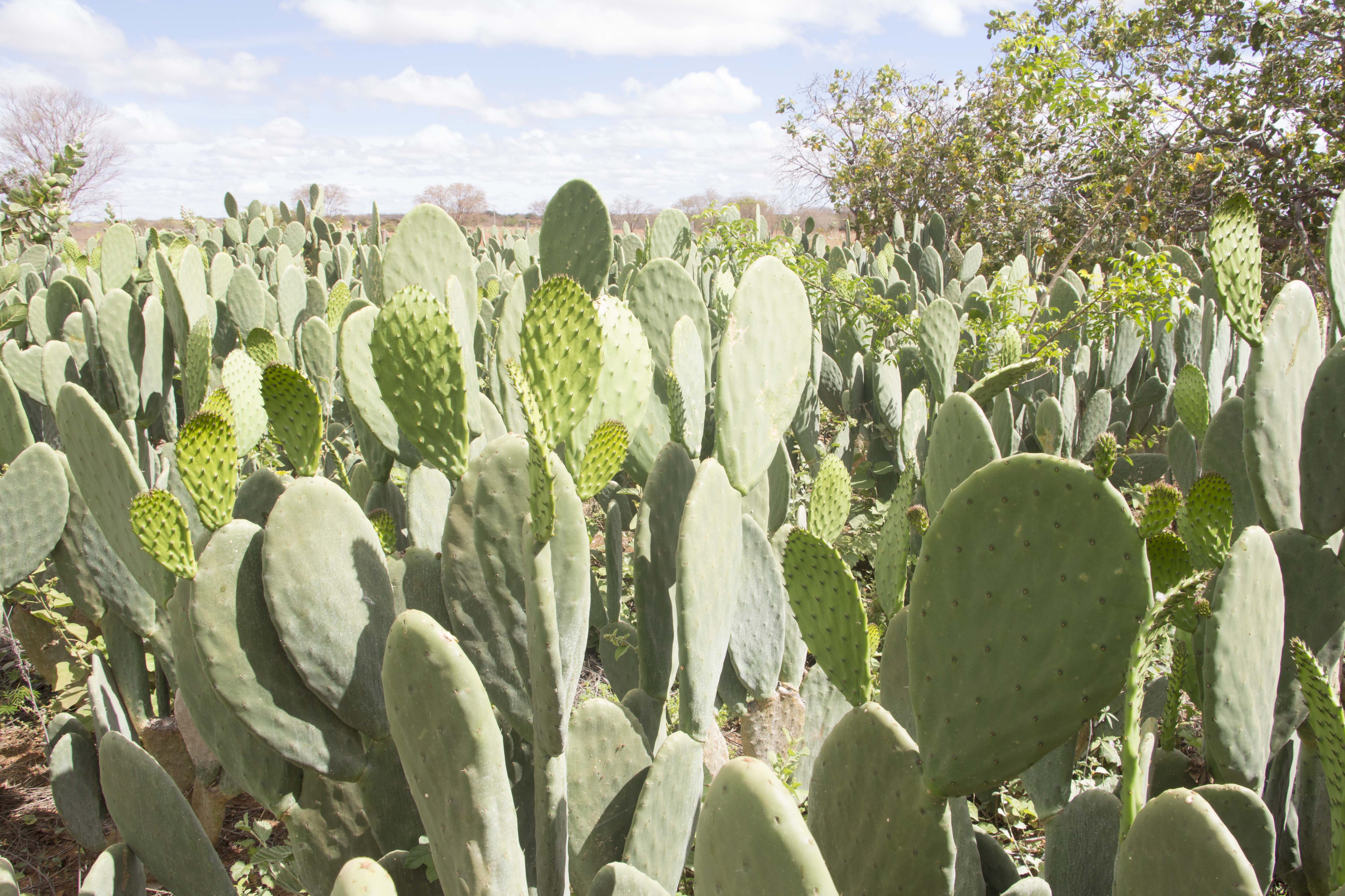Agência Minas Gerais | Rede Palma distribui e multiplica mudas de palma forrageira no Norte de Minas